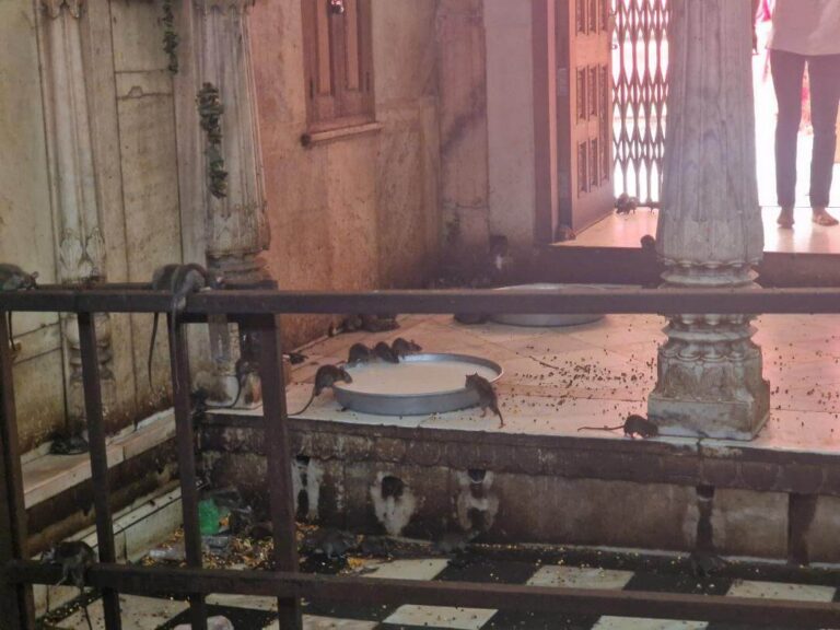 Karni Mata Rat Temple in India: 20 BEST Tips for Visiting